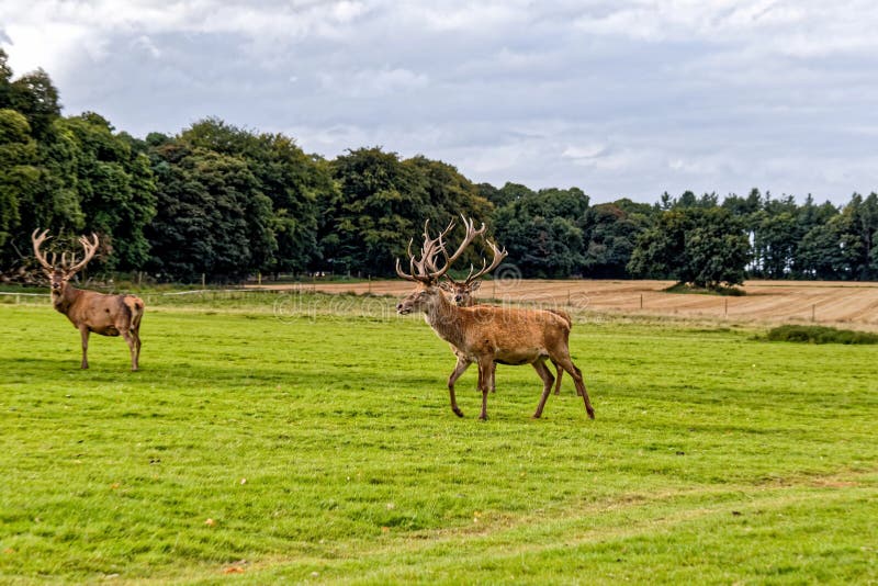 Deer in woodlands stock photo. Image of animals, leicester - 83359110
