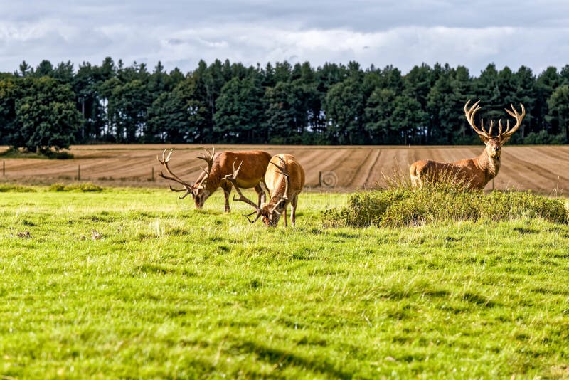 Deer in woodlands stock image. Image of candid, family - 83359177