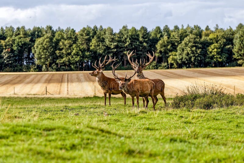 Deer in woodlands stock photo. Image of antler, environmental - 83359234