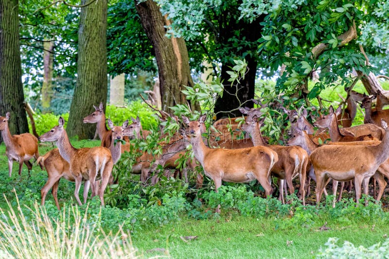 Deer in woodlands stock image. Image of antler, color - 83359325