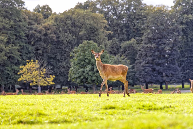 Deer in woodlands stock photo. Image of candid, fawn - 83359506