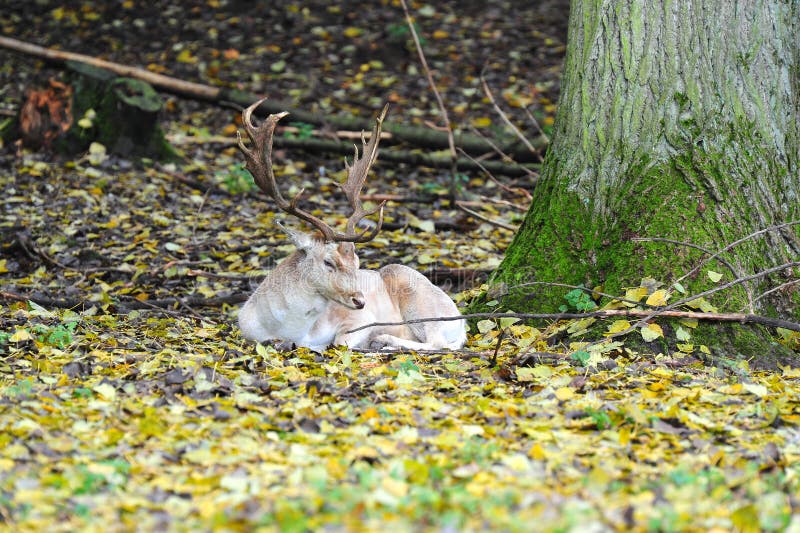 Deer in the woods stock photo. Image of eyes, cautious - 16818550