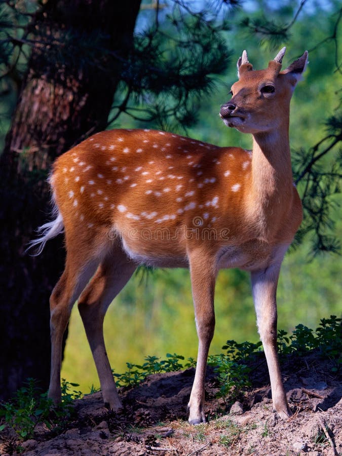 Deer in the woods stock photo. Image of looking, tree - 19759924