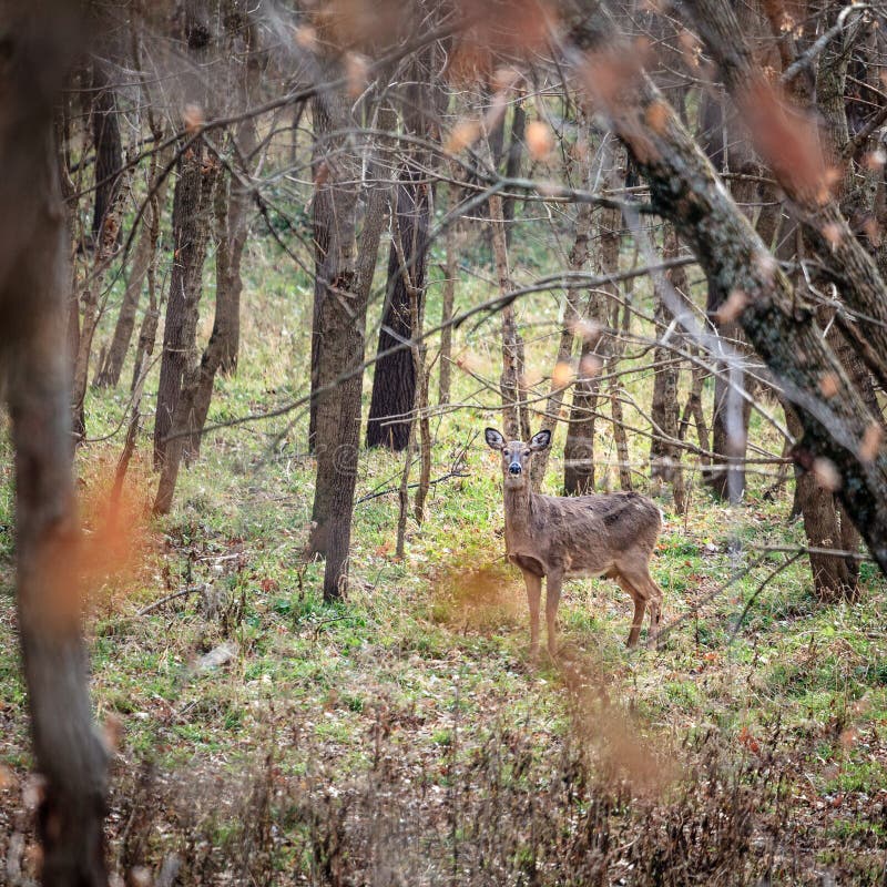 Deer in the woods in fall stock photo. Image of wildlife - 138679570