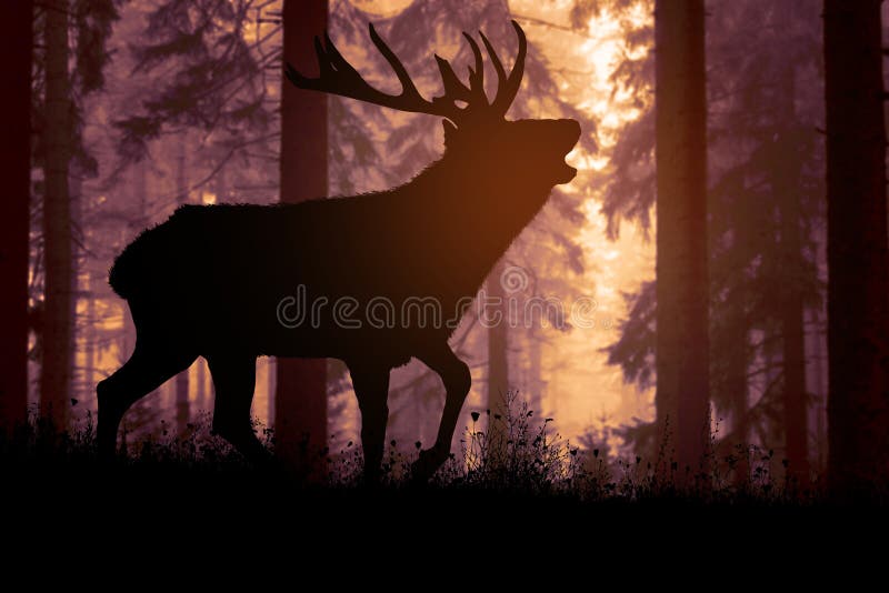 Deer in the Woods at Sunset Stock Photo - Image of hunting, morning ...
