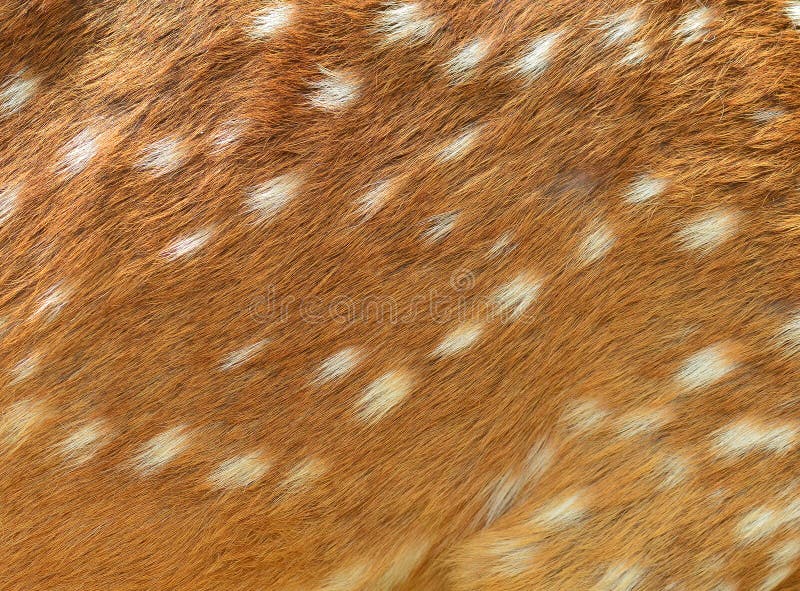 Deer wool hair stock image. Image of yellow, close, orange - 50832615