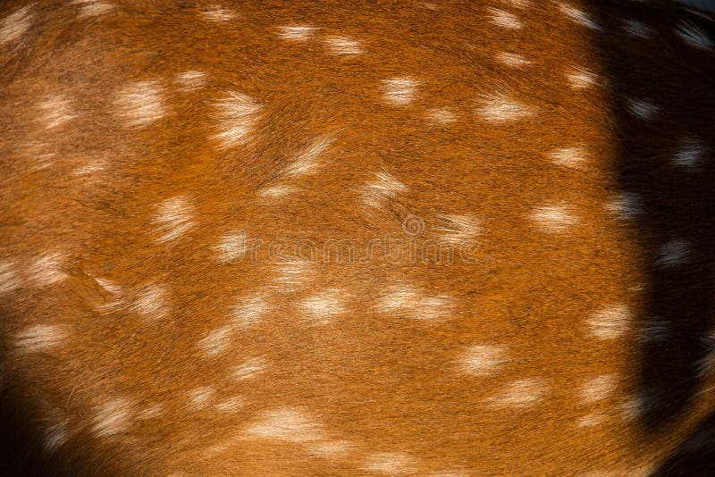 Deer wool hair stock photo. Image of wildlife, skin, real - 51407182