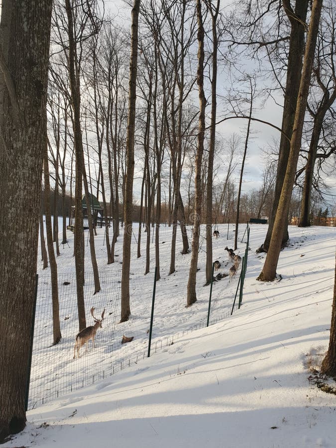 Deer yard stock image. Image of family, animal, deer - 137144043