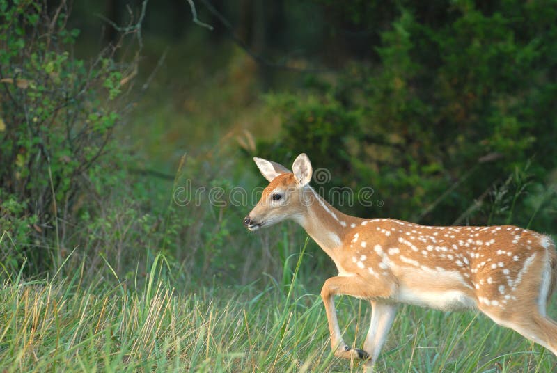 Deer Yearling stock photo. Image of wildlife, conservation - 4064162