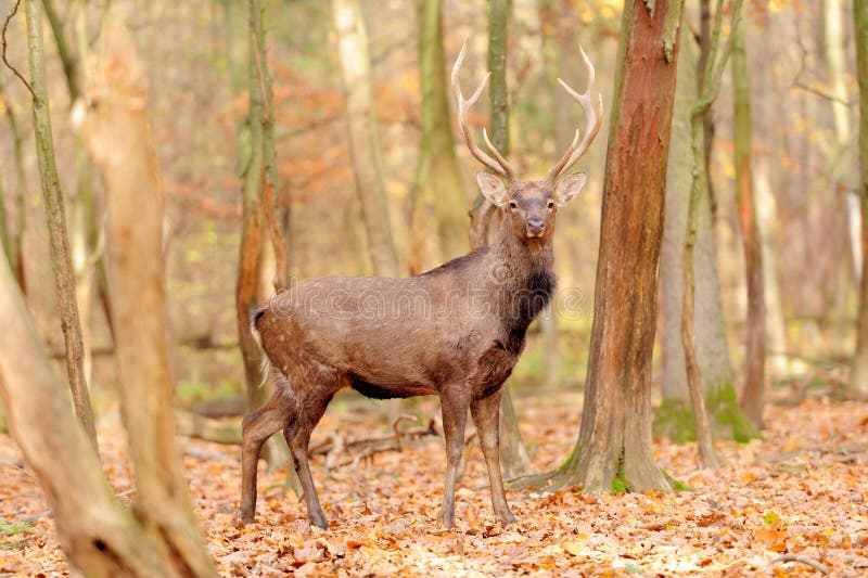 Deer stock photo. Image of autumn, fall, beautiful, landscape - 34338714