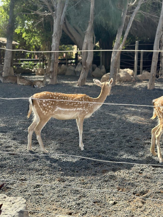 Deer and a Young Calf in Zoo Enclosure Stock Image - Image of fence ...