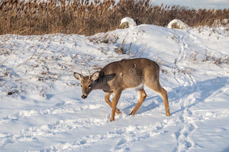 Deer stock image. Image of wildlife, winter, fauna, frigid - 37408497