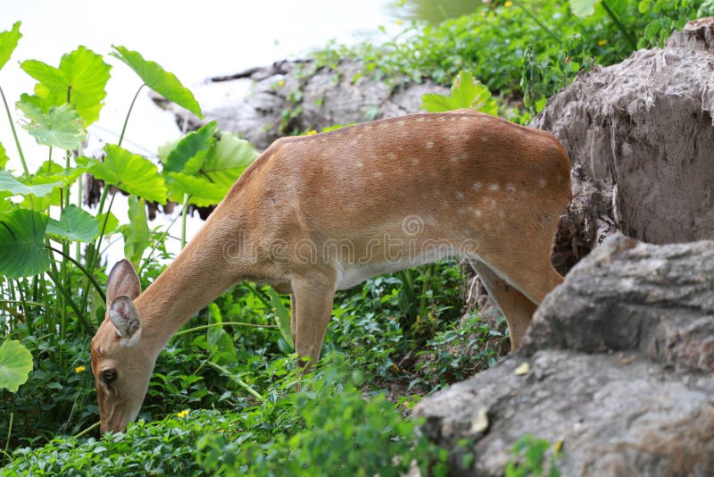 Deer or Young Hart Animal in the Forest. Stock Image - Image of female ...