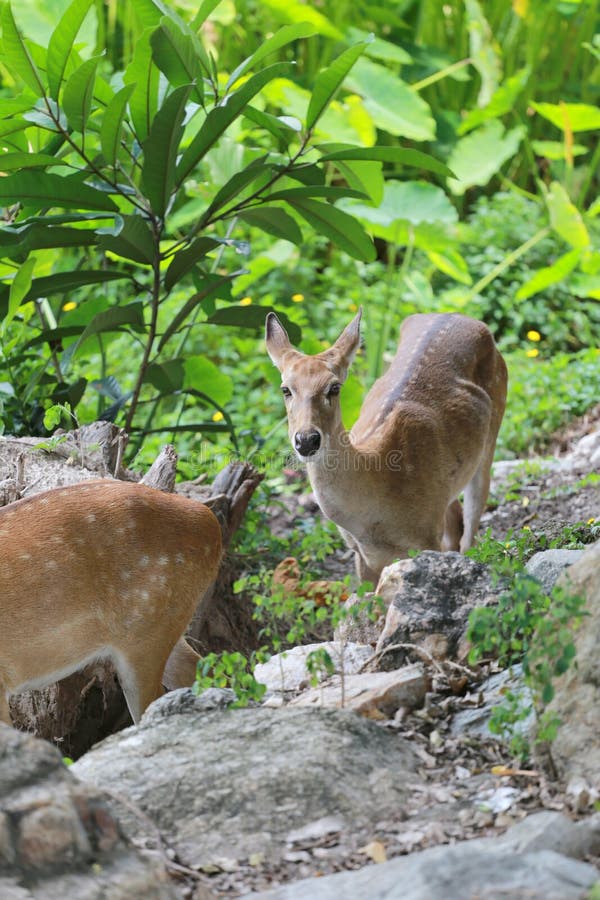 A young hart close up stock image. Image of grass, deer - 33201205
