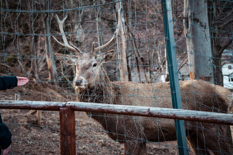 Deer at the Zoo in Brasov, Romania Editorial Stock Image - Image of ...