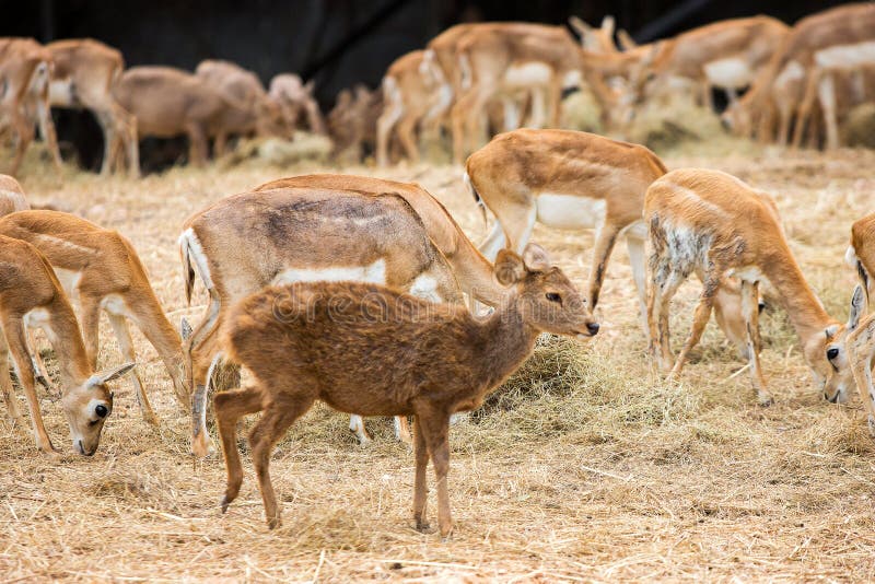 Deer in the zoo stock photo. Image of silhouette, malaysia - 225974500