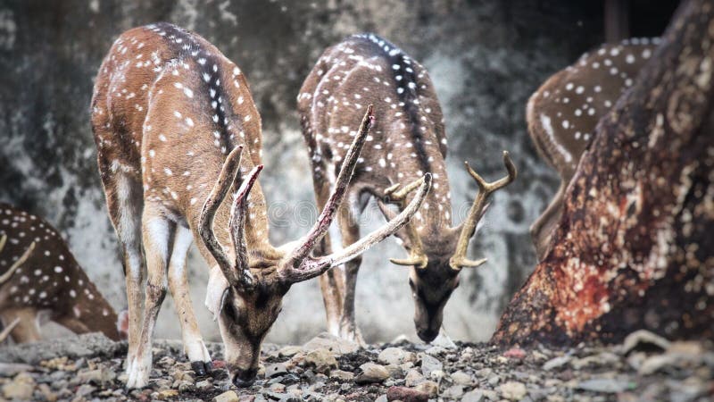 Deer stock image. Image of deer, emotion, blood, pain - 94702105