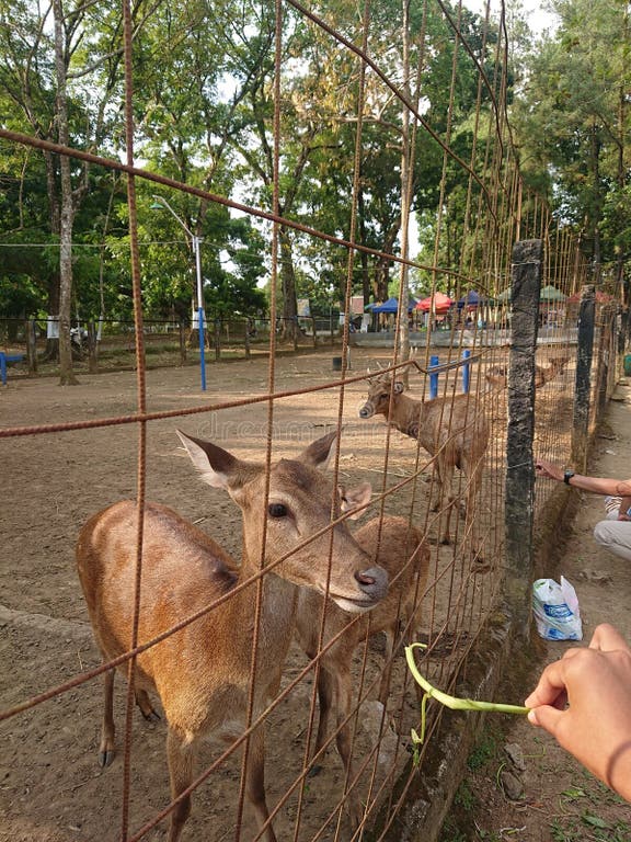 Deer in Zoo/captive Enclosure, Fed by Visitors Stock Photo - Image of ...