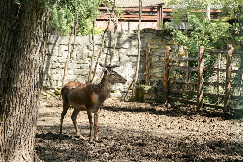 Deer in the zoo. Close-up stock image. Image of reserve - 380432759