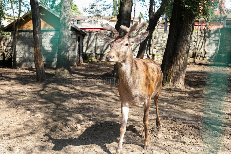 Deer in the zoo. Close-up stock photo. Image of animals - 380432782