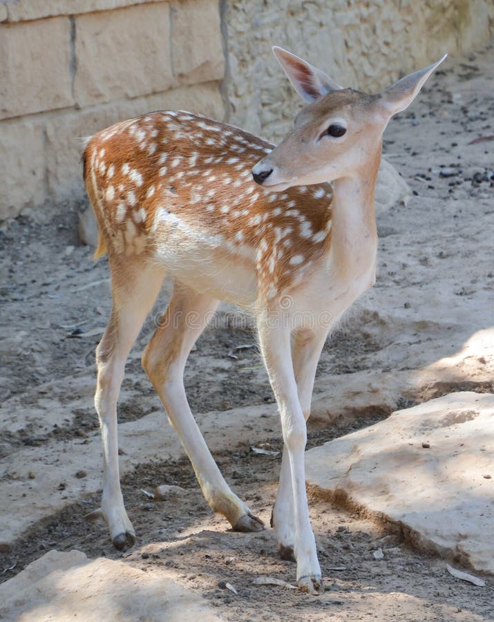 Deer in zoo stock photo. Image of natural, wildlife, deer - 47099886