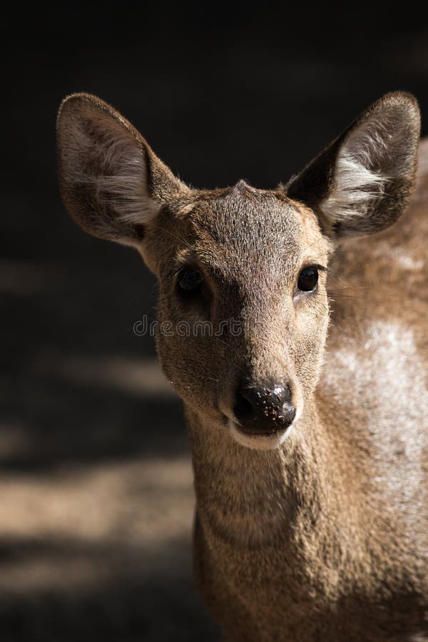 Deer in zoo stock photo. Image of jungle, body, nature - 221736368