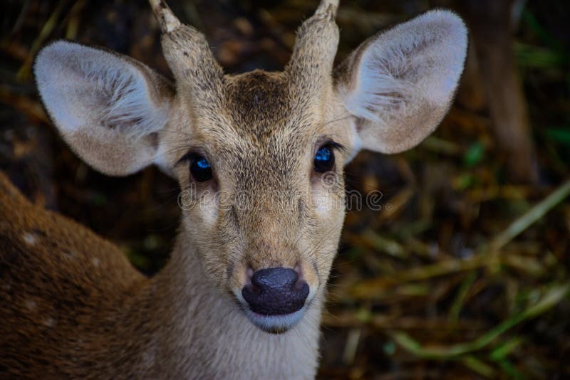 Portrait photo of deer stock image. Image of wildlife - 93311555