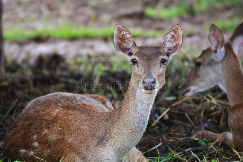 Deer Sad animals stock photo. Image of close, asian - 101836570