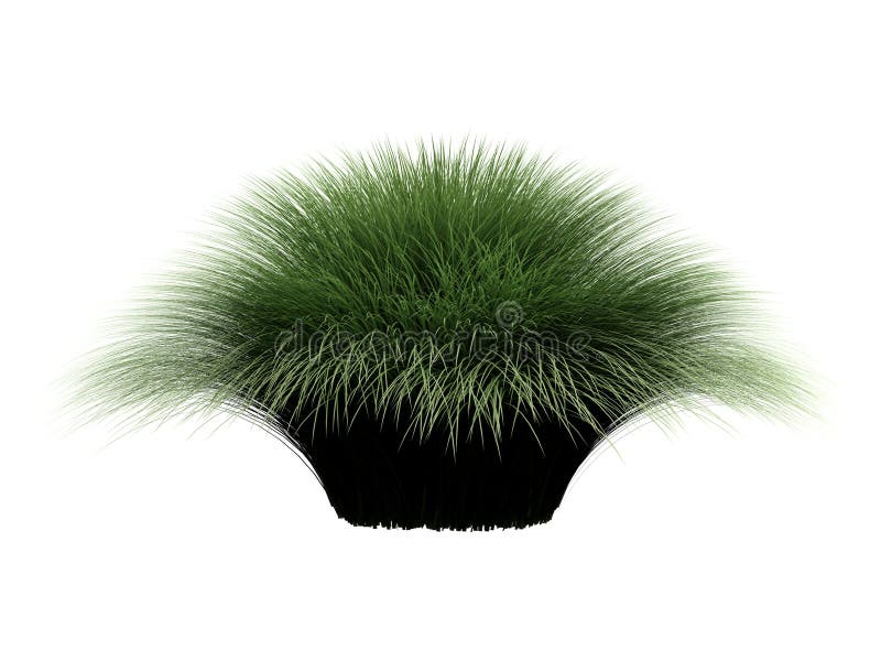 Deergrass Stock Illustrations – 4 Deergrass Stock Illustrations ...