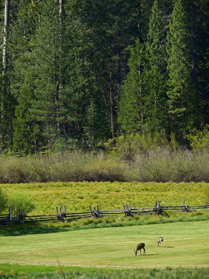 Deers stock image. Image of field, stag, landscape, meadow - 14360145