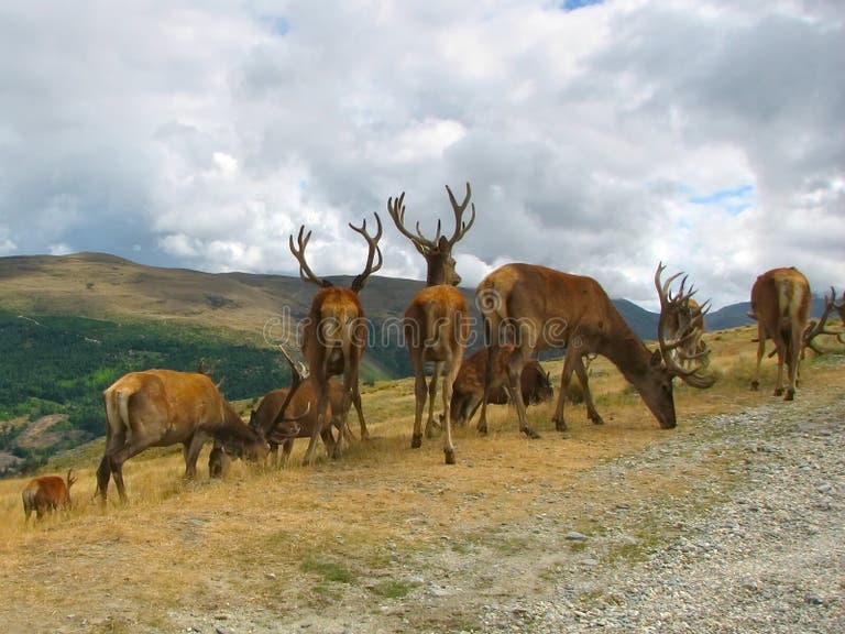 15,465 Deers Deer Stock Photos - Free & Royalty-Free Stock Photos from ...