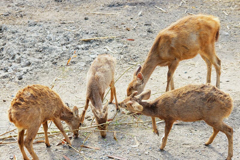 Deers Eating Grass in the Forest Stock Image - Image of forest, deers ...