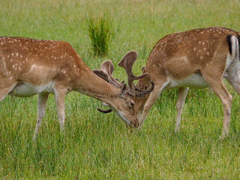 Deers in a german forest stock photo. Image of antler - 250349190