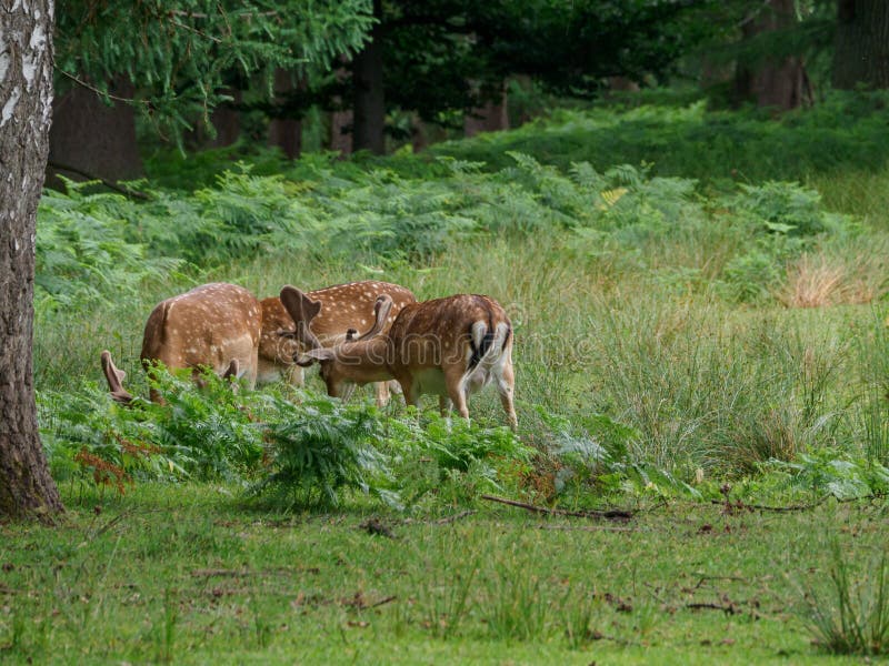 Deers in a german forest stock image. Image of grasing - 250349291