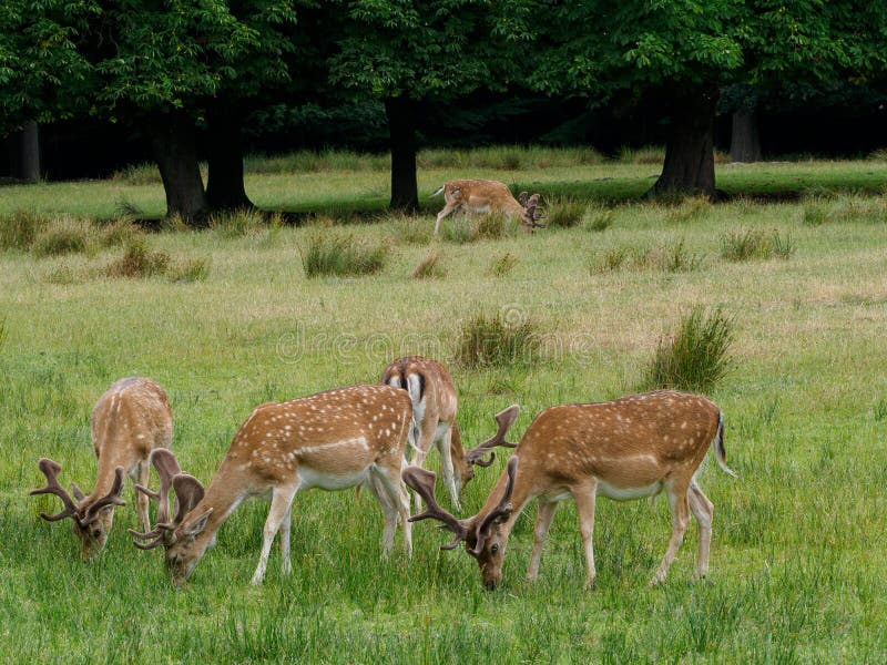 Deers in a german forest stock image. Image of travel - 250349067