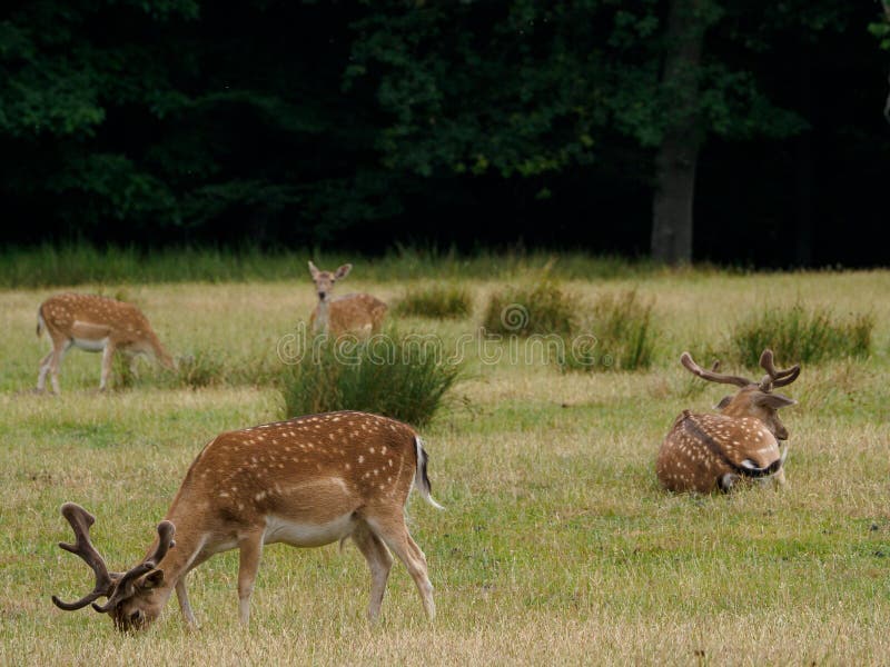 Deers in a german forest stock photo. Image of nature - 250349228
