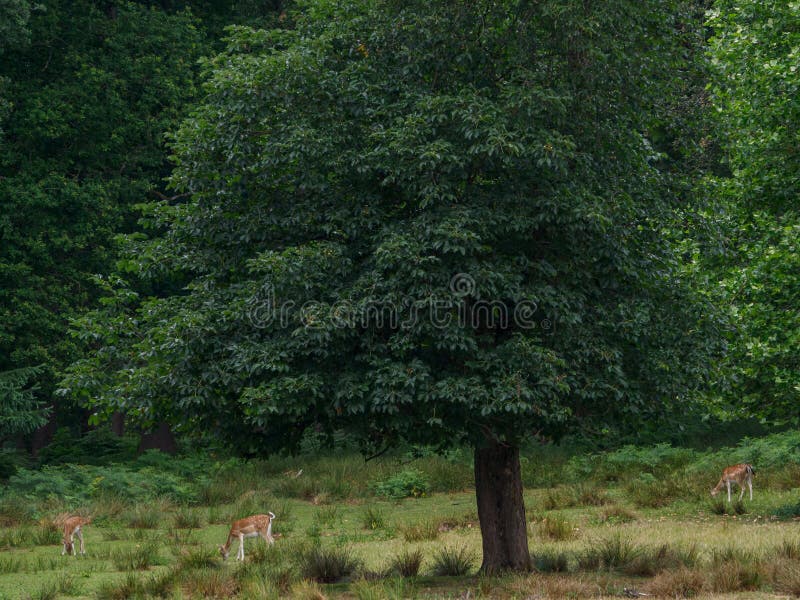 Deers in a german forest stock photo. Image of antler - 250349418