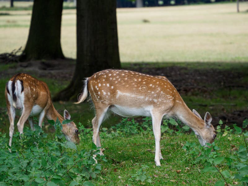 Deers in a german forest stock photo. Image of forest - 250348346