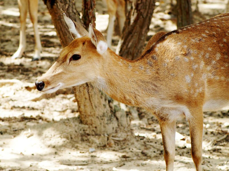 Deers stock image. Image of garden, environment, design - 49440999