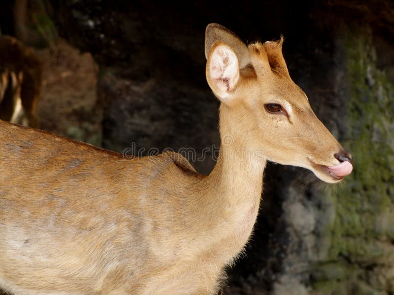 Deers stock photo. Image of garden, culture, design, green - 49441074