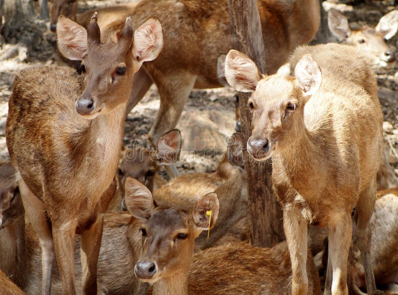 Deers stock image. Image of floor, balinese, environment - 49647901