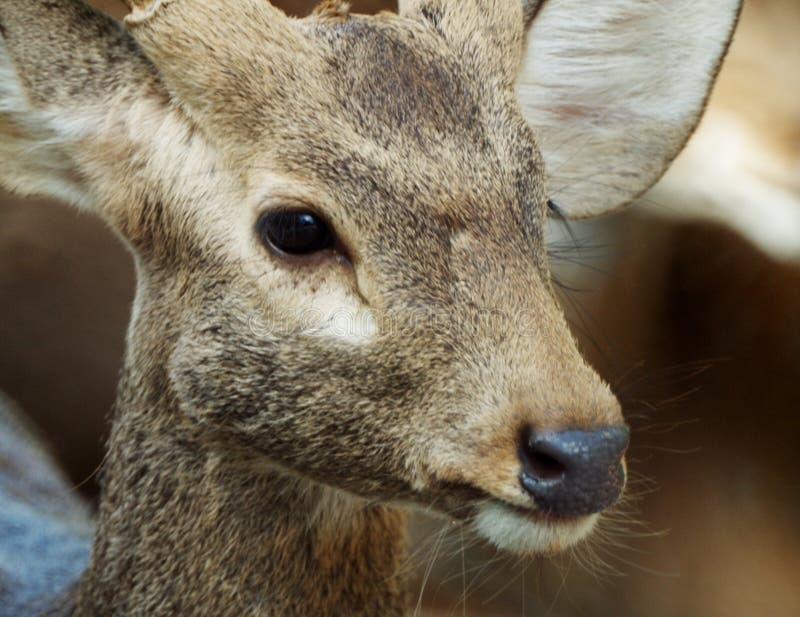Deers stock image. Image of brown, asia, deers, flower - 49648289