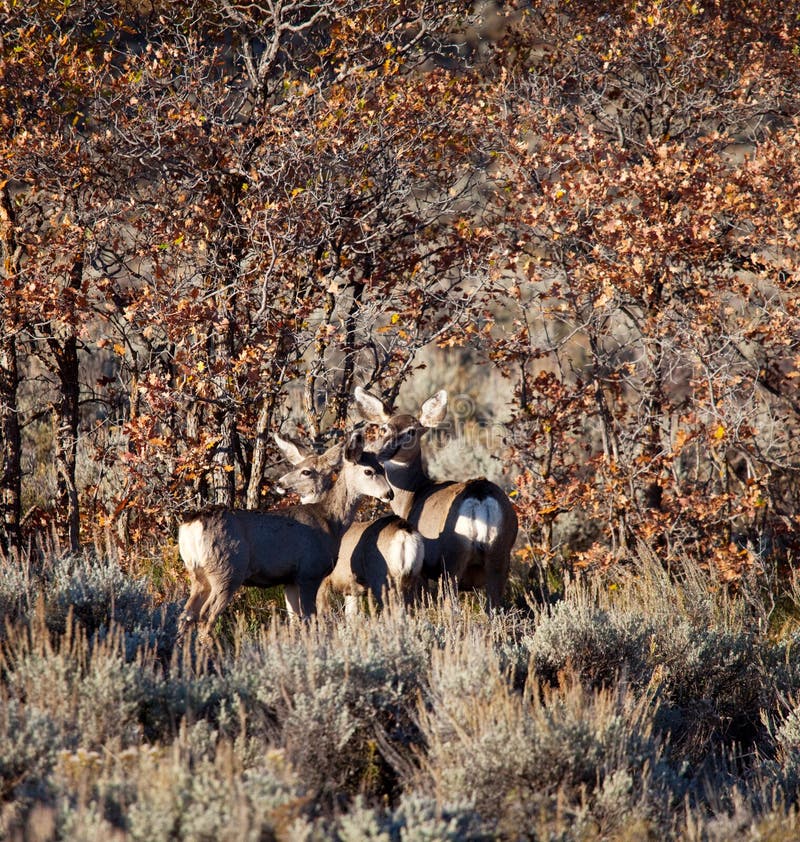 Deers stock photo. Image of stuff, redwood, stag, forest - 54166054