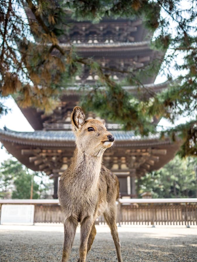 NARA, JAPAN - MAY 31, 2016: Tourists Feeding Deer Cookie To the ...