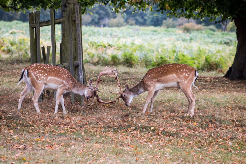 Deers at play stock image. Image of fighting, speckled - 83627083