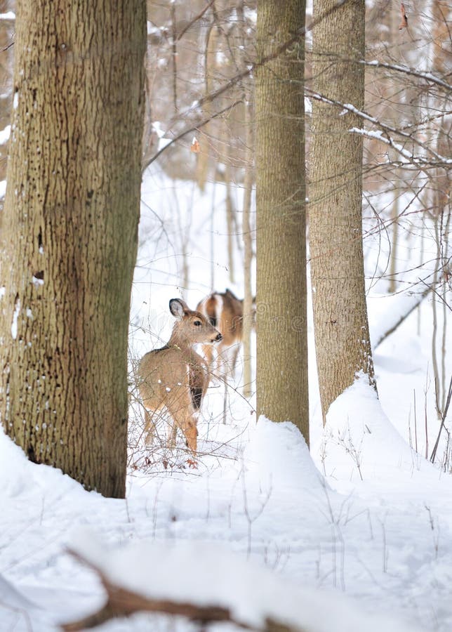Baby Deer in Snow Fall Looking at Camera Stock Photo - Image of baby ...