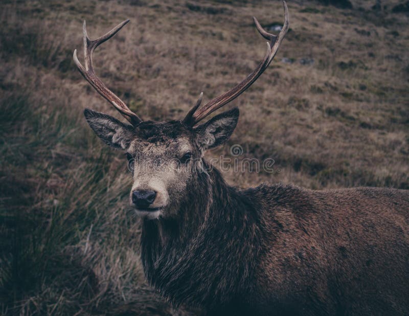 Deery me stock photo. Image of glencoe, nature, stag - 73967384