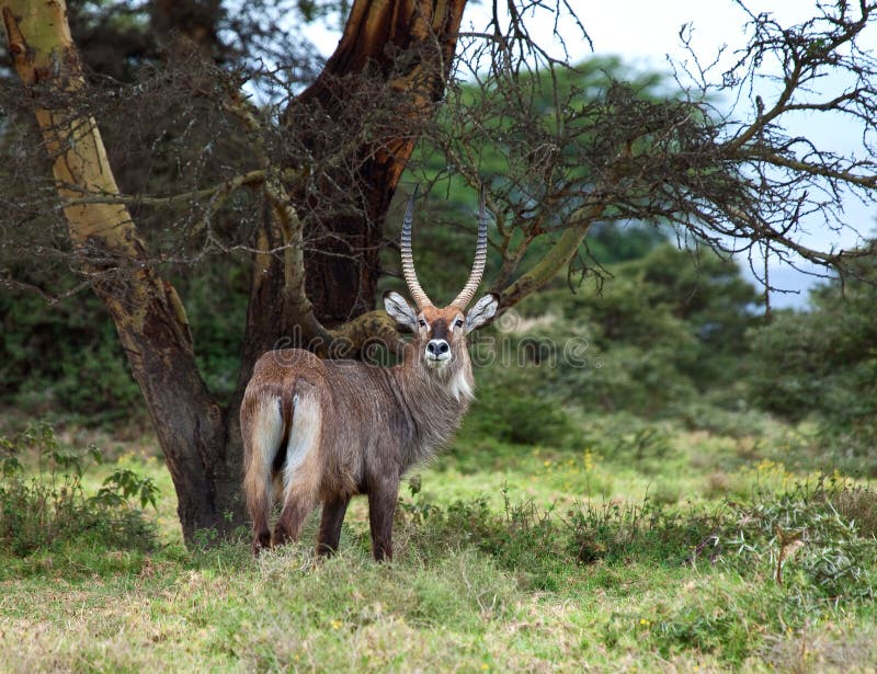 Defassa Waterbuck stock image. Image of male, graze, vacation - 17264891