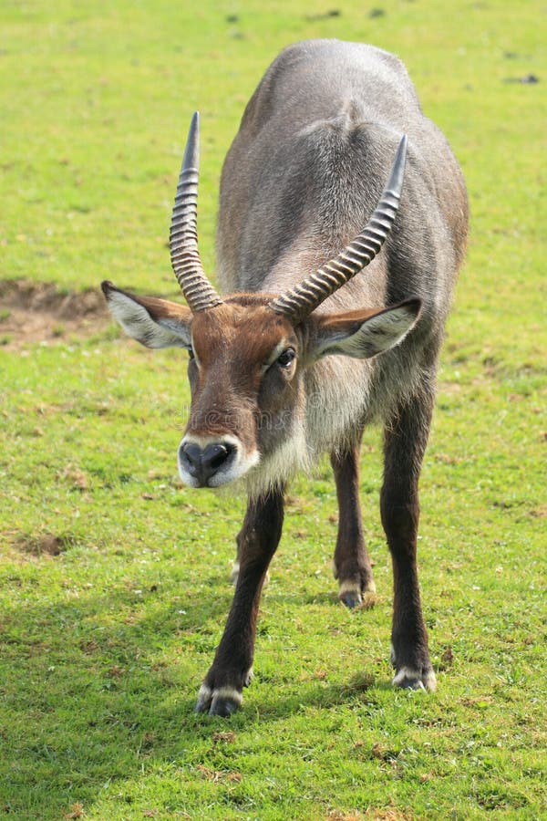Defassa Waterbuck, Kobus Ellipsiprymnus Defassa, Male with Its Harem ...