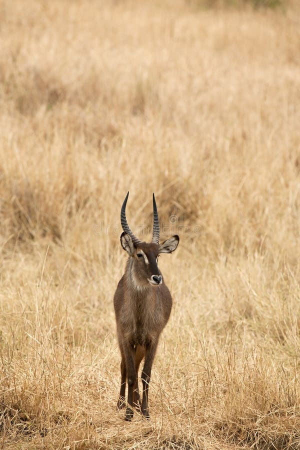 Southern ( Common ) Reedbuck Stock Image - Image of wildlife, arundinum ...